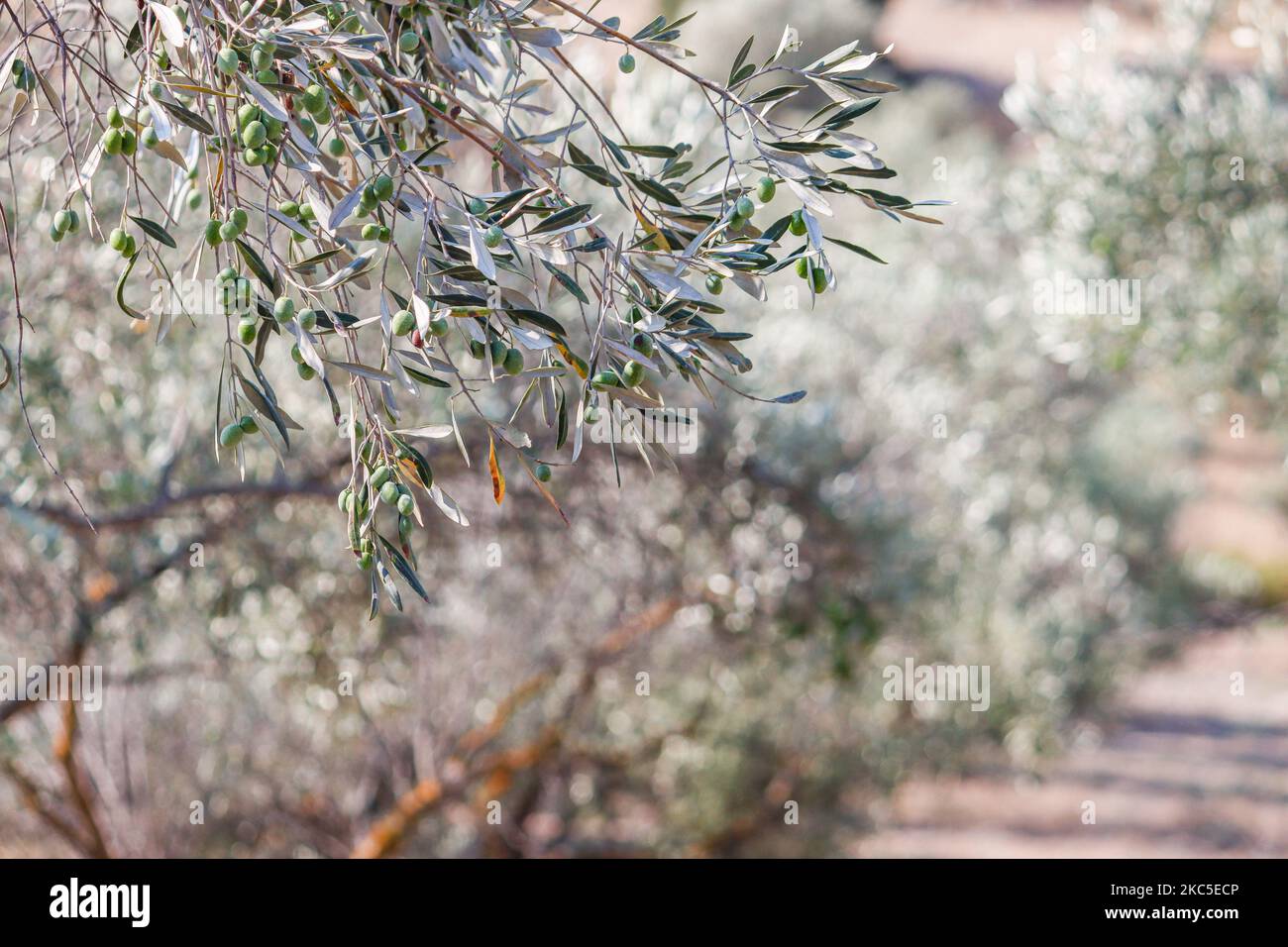 Close up at the olives and the leaves of an olive tree at an Olive ...
