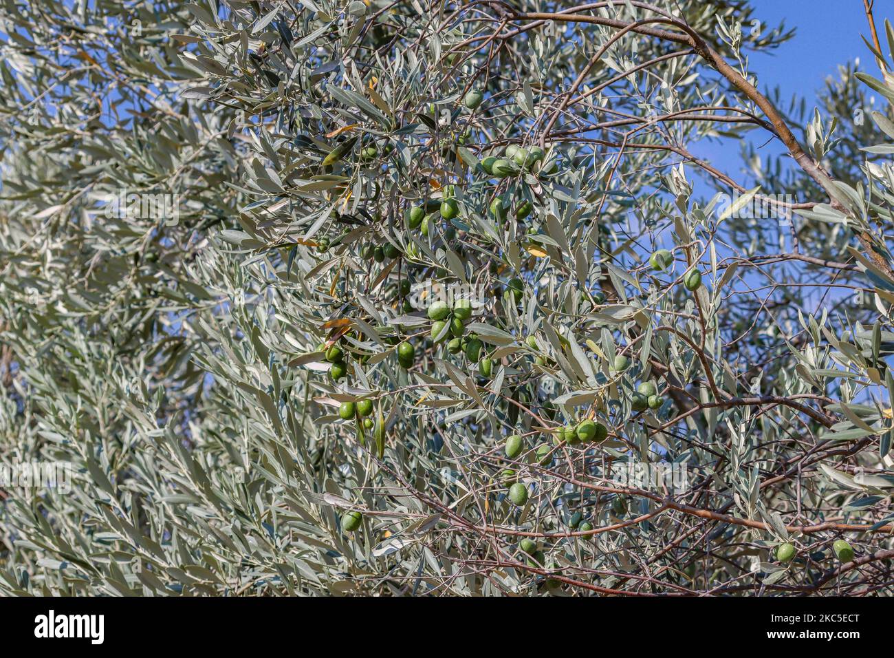 Close up at the olives and the leaves of an olive tree at an Olive ...