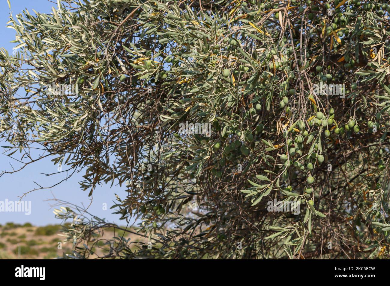 Olive harvesting ancient greece hi-res stock photography and images - Alamy