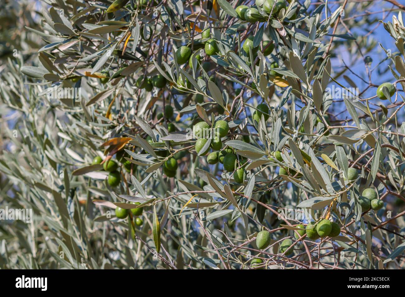Close up at the olives and the leaves of an olive tree at an Olive ...