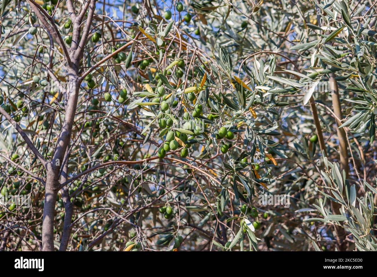 Close up at the olives and the leaves of an olive tree at an Olive ...