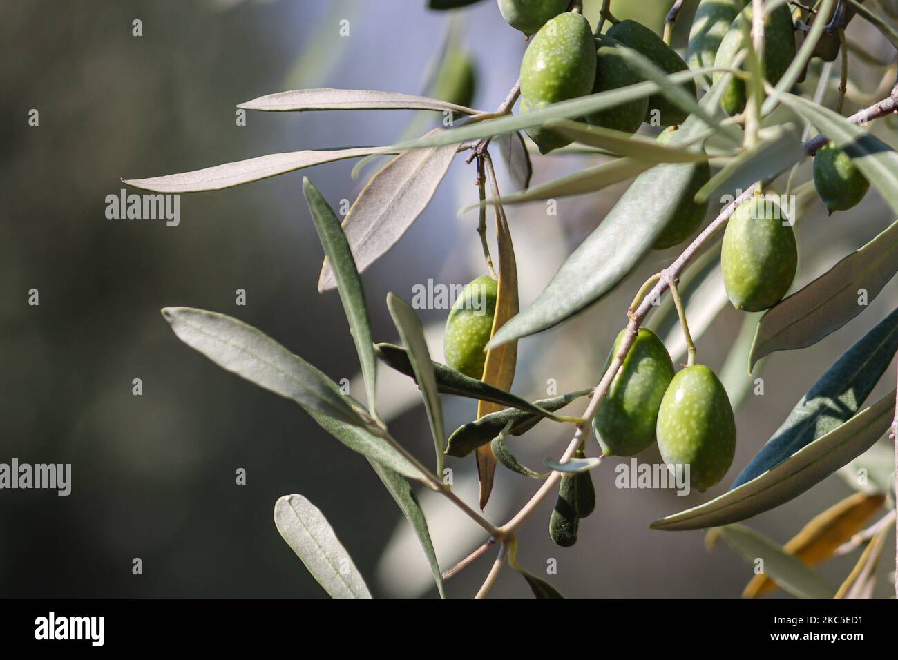Olive harvesting ancient greece hi-res stock photography and images - Alamy