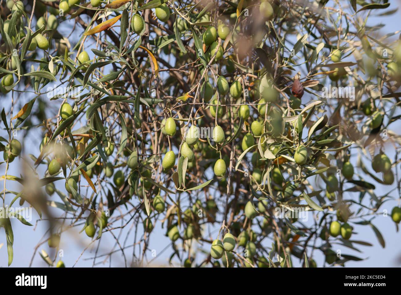 Close up at the olives and the leaves of an olive tree at an Olive ...