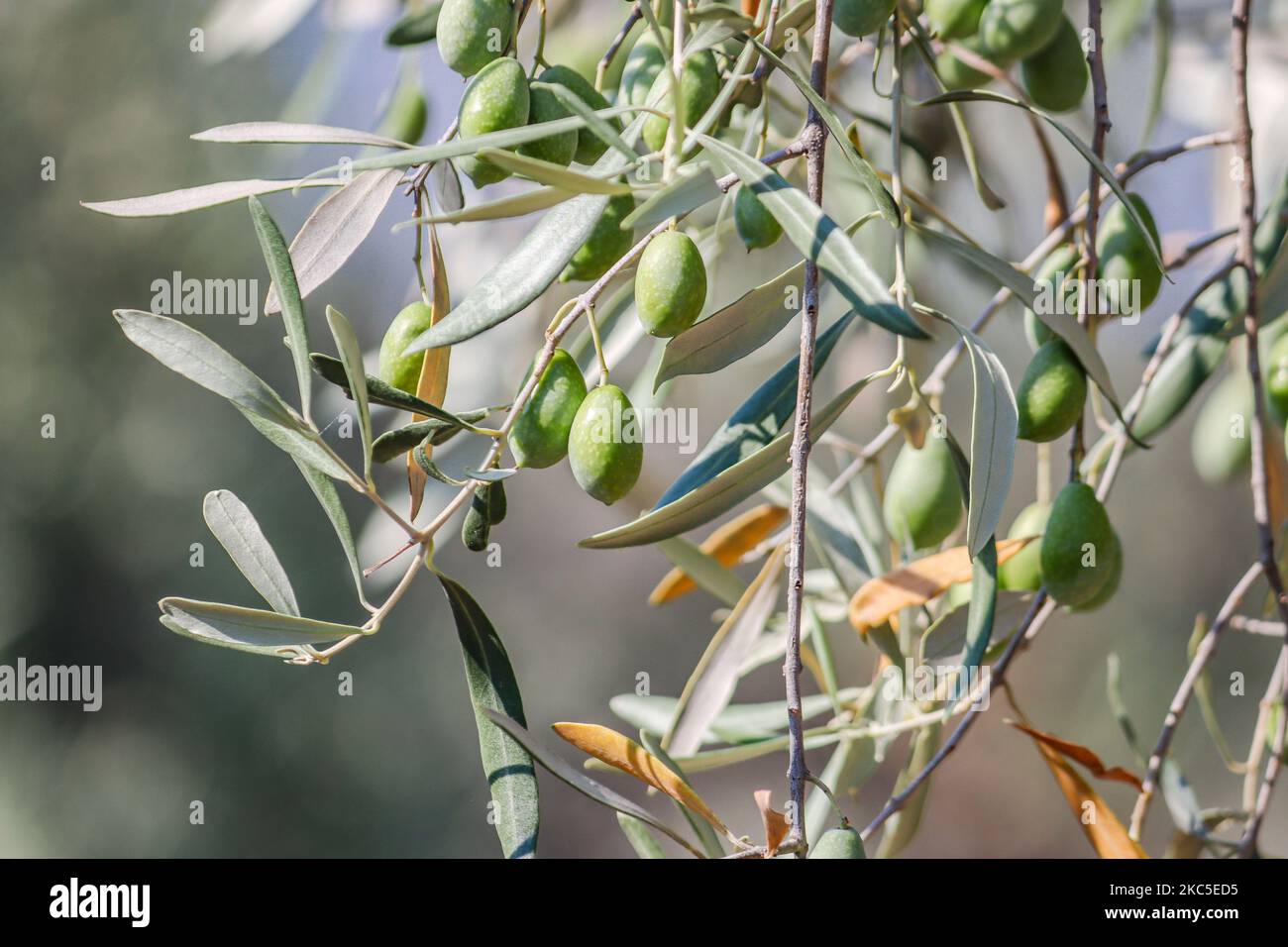Olive harvesting in ancient greece hi-res stock photography and images ...