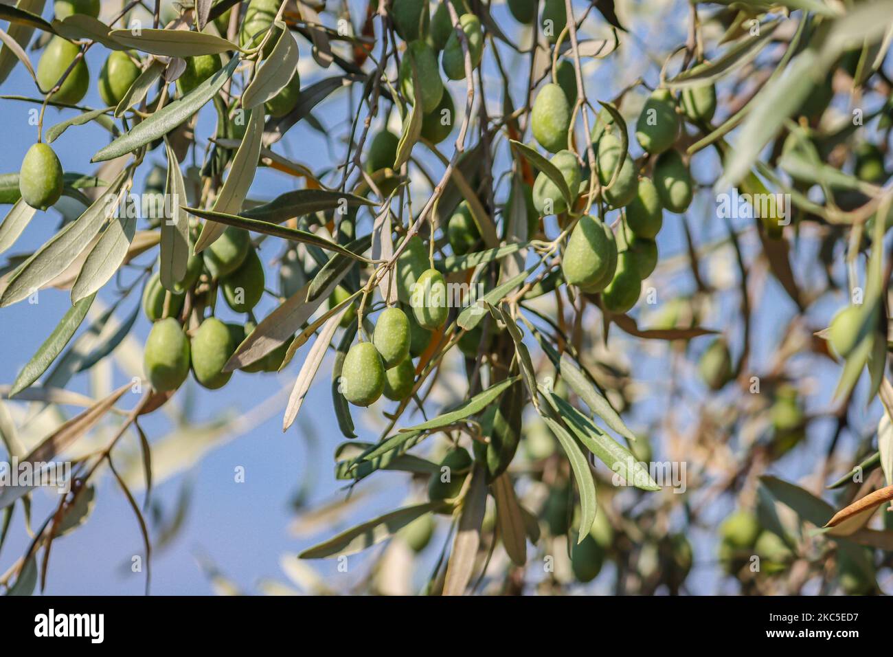 Olive harvesting in ancient greece hi-res stock photography and images ...