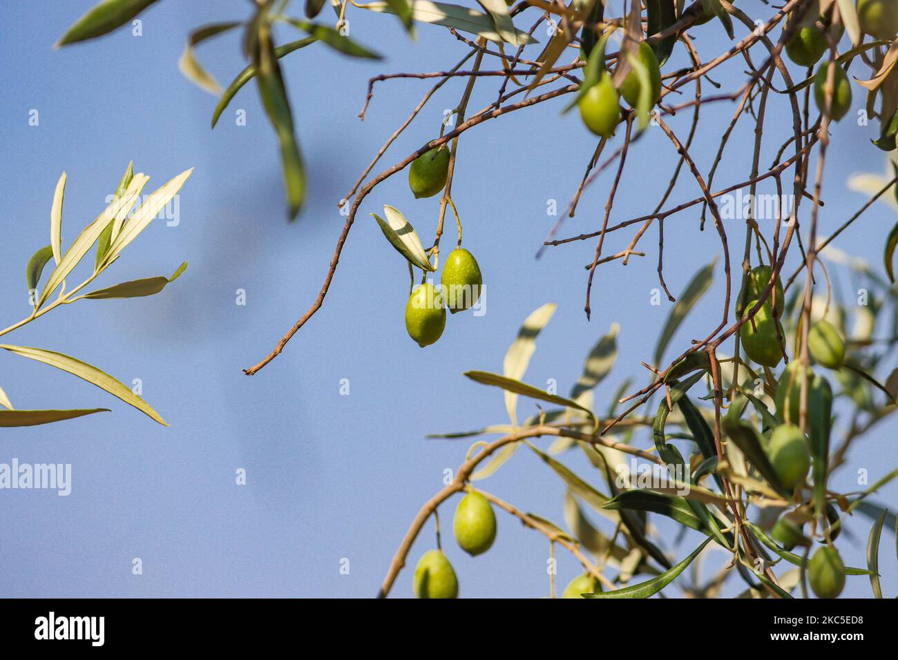 Olive harvesting in ancient greece hi-res stock photography and images ...