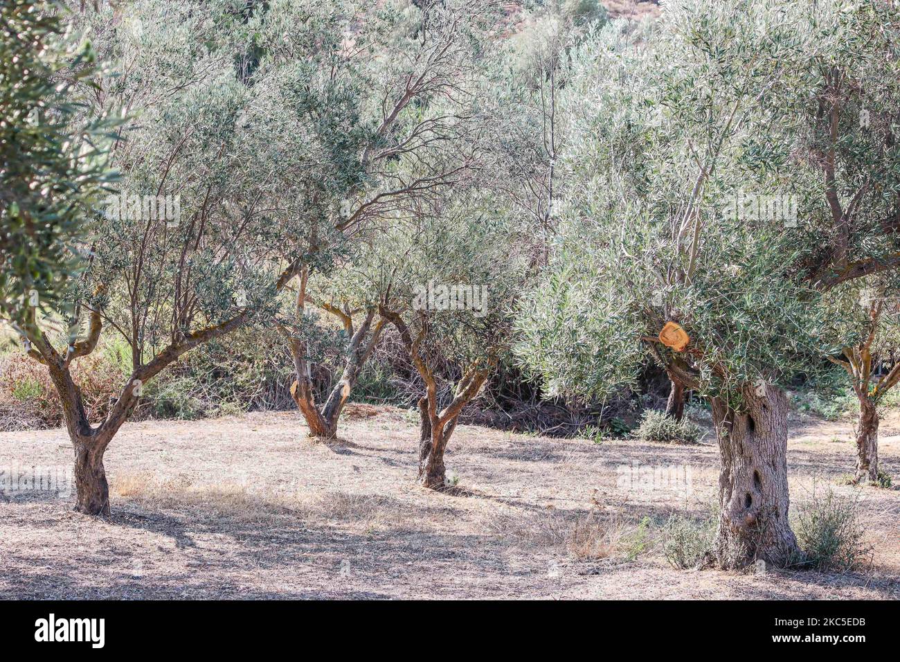 Olive harvesting in ancient greece hi-res stock photography and images ...