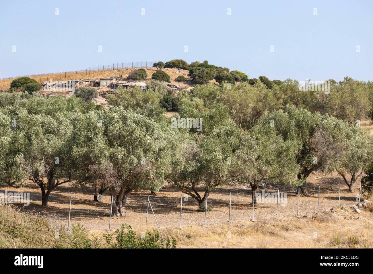 A fenced Olive Grove in Attika in Greece near Athens International ...