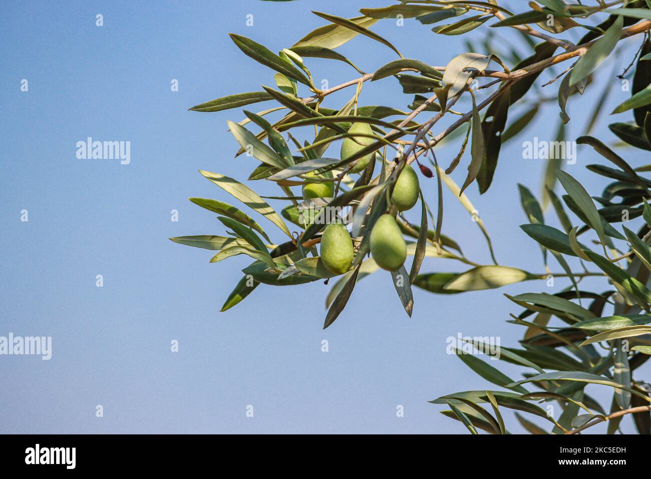 Olive harvesting ancient greece hi-res stock photography and images - Alamy