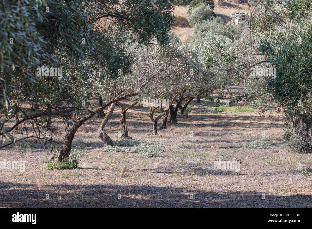 Olive harvesting in ancient greece hi-res stock photography and images ...