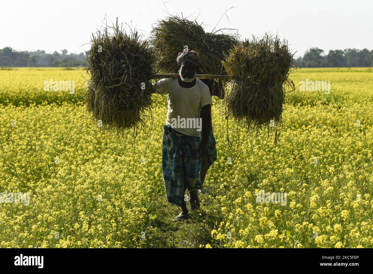 Farmers carry harvested rice paddy as they are walking between a ...