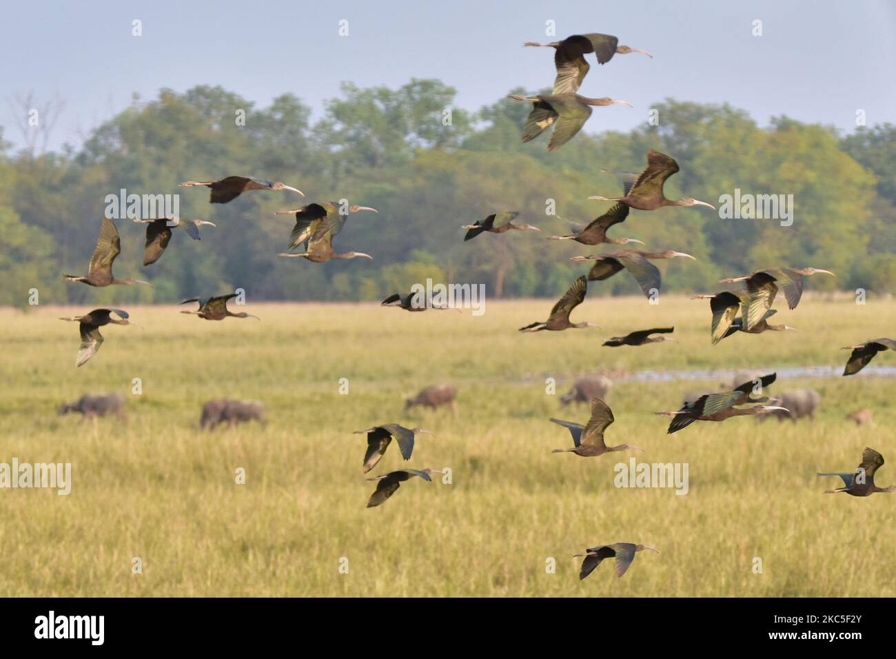 Pobitara wildlife hi-res stock photography and images - Alamy