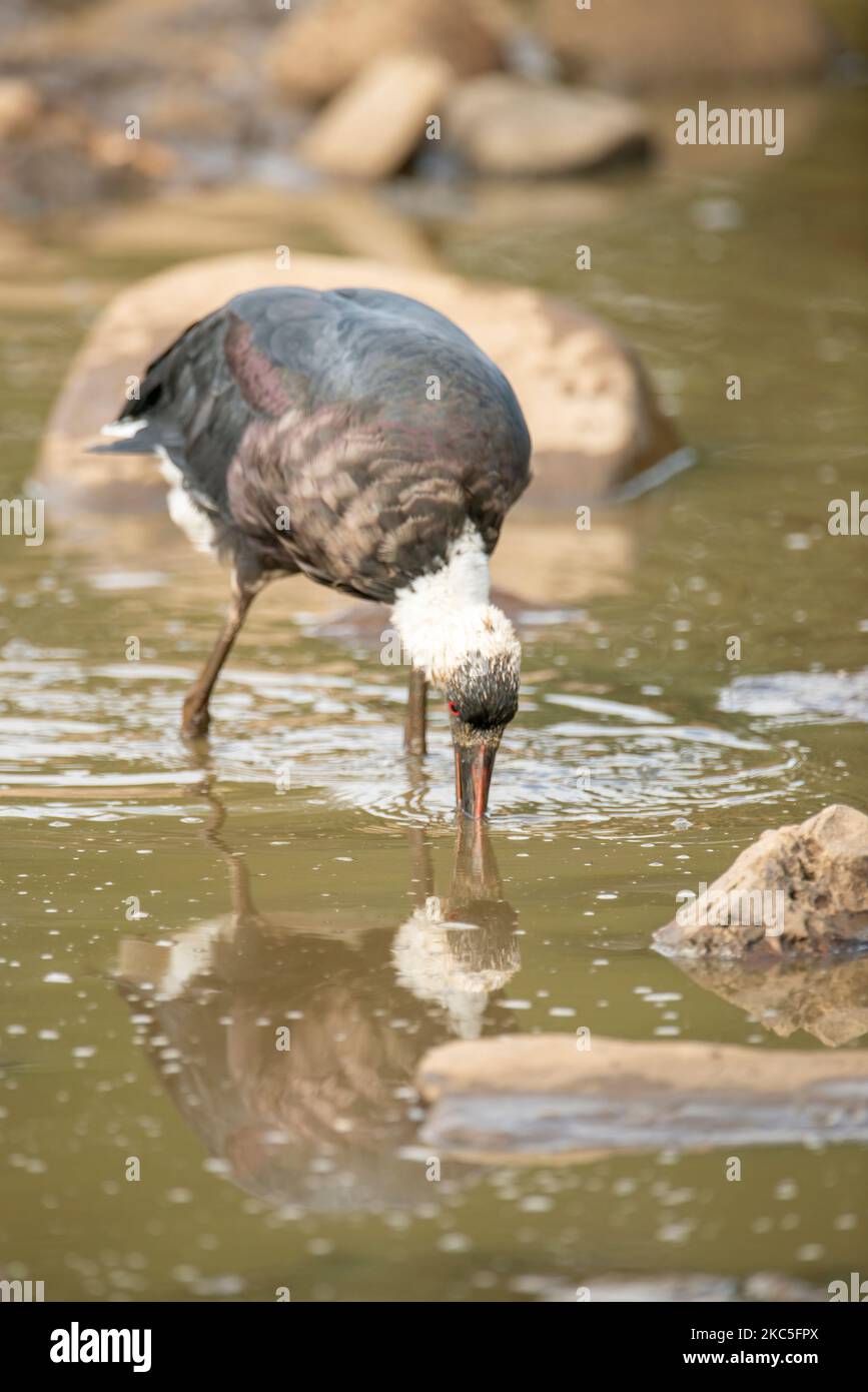A vertical closeup shot of a white-necked stork on a shore of a lake in ...