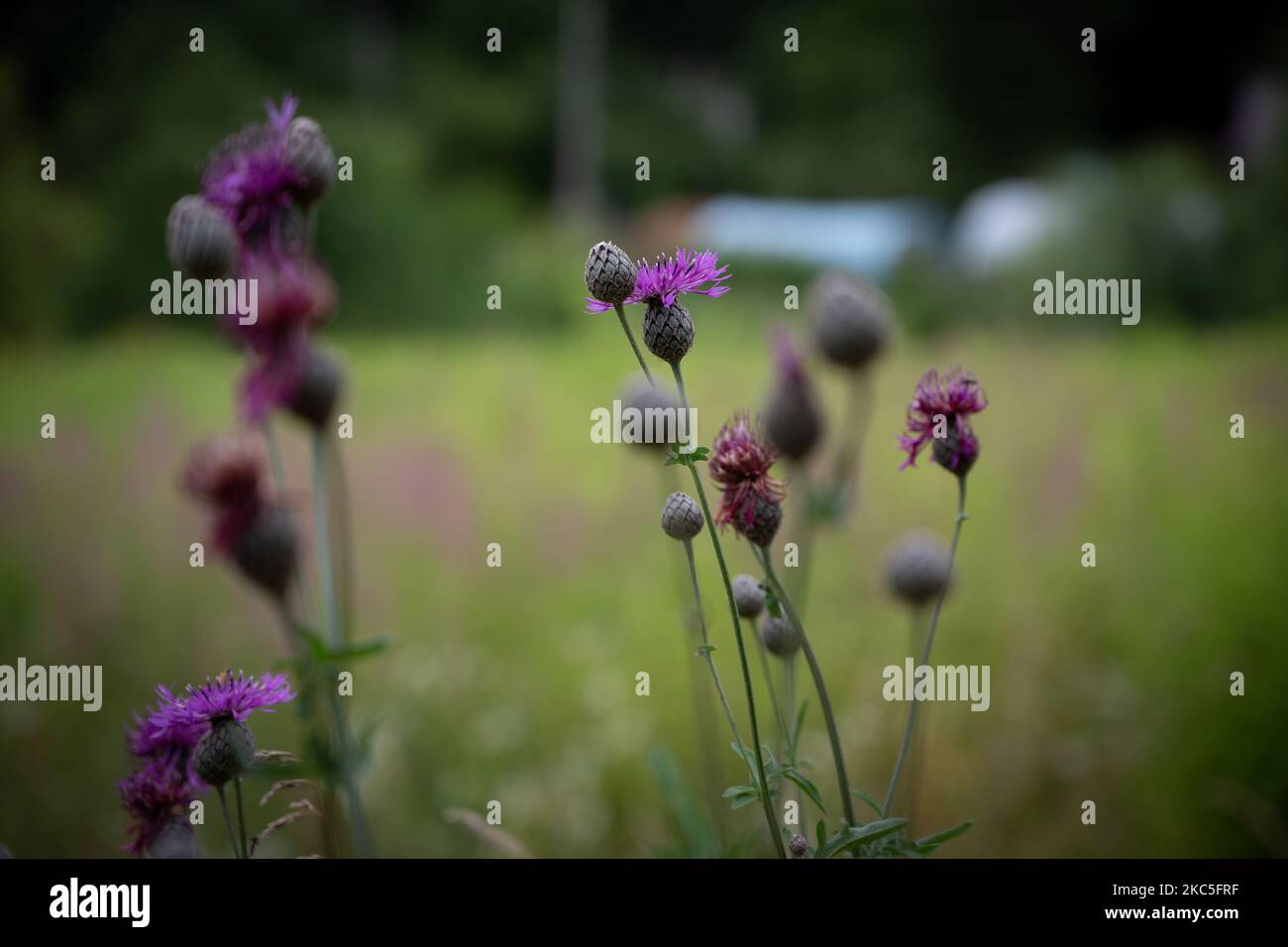 The bush of flowering Cirsium setosum in the field Stock Photo - Alamy
