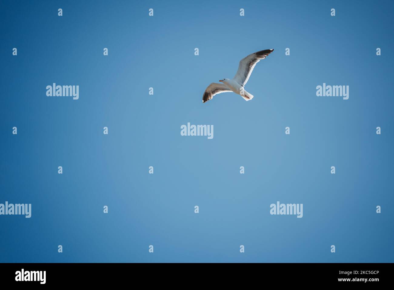 A beautiful seagull flapping its wings in flight with blue sky in the ...