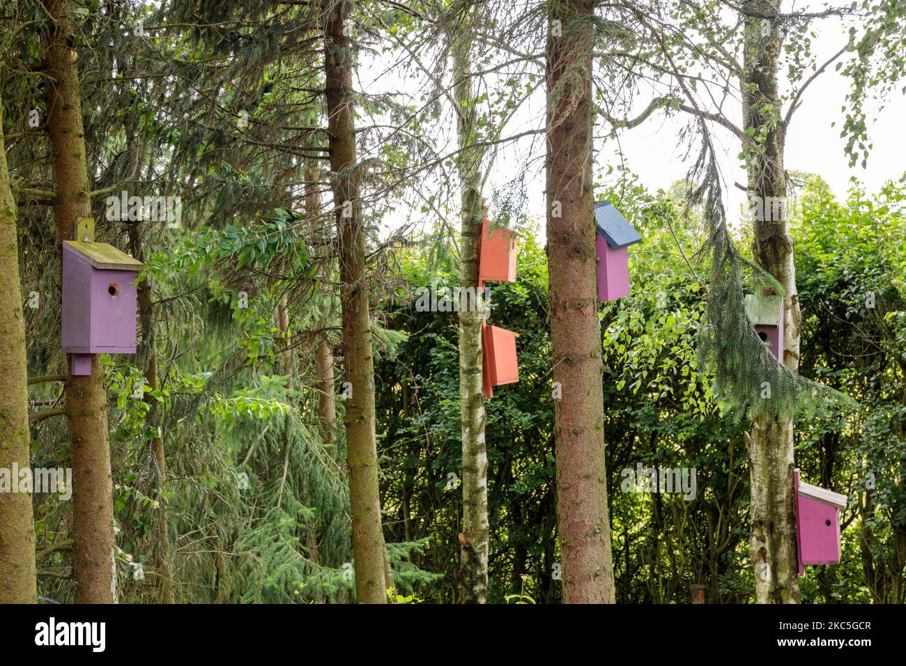 Colorful nesting boxes for birds in trees Stock Photo - Alamy