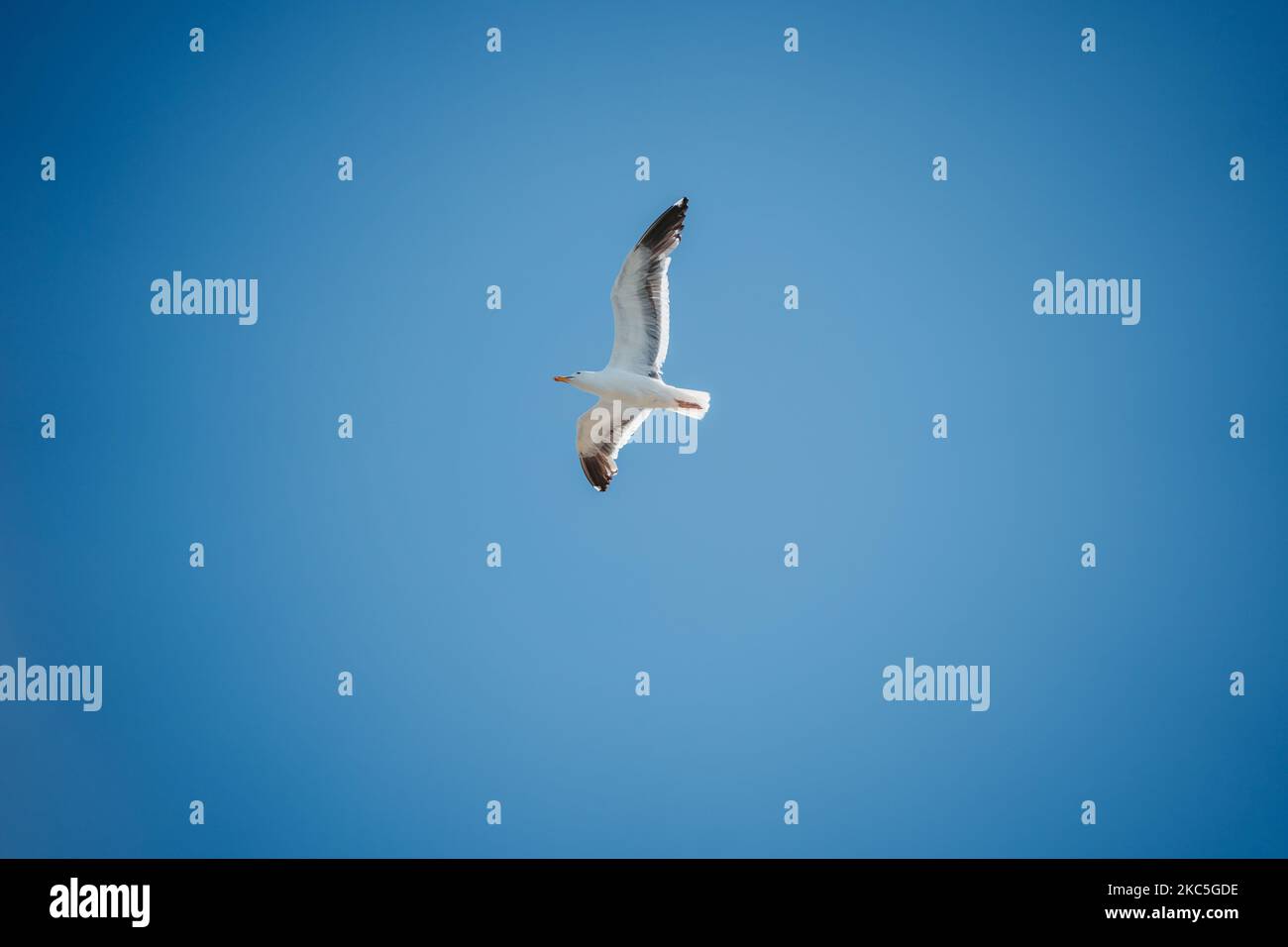 Sunny weather flapping wings hi-res stock photography and images - Alamy