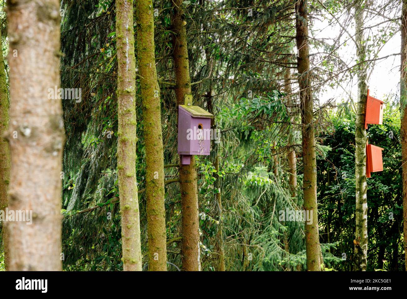 Colorful nesting boxes for birds in trees Stock Photo - Alamy