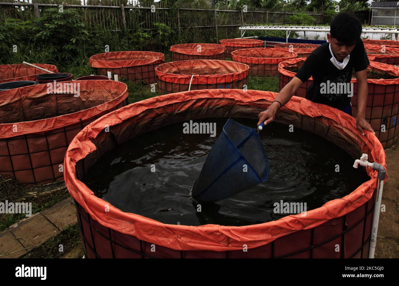 A Indonesian youth, Hasim is seen caring a catfish pond in Eco-friendly ...