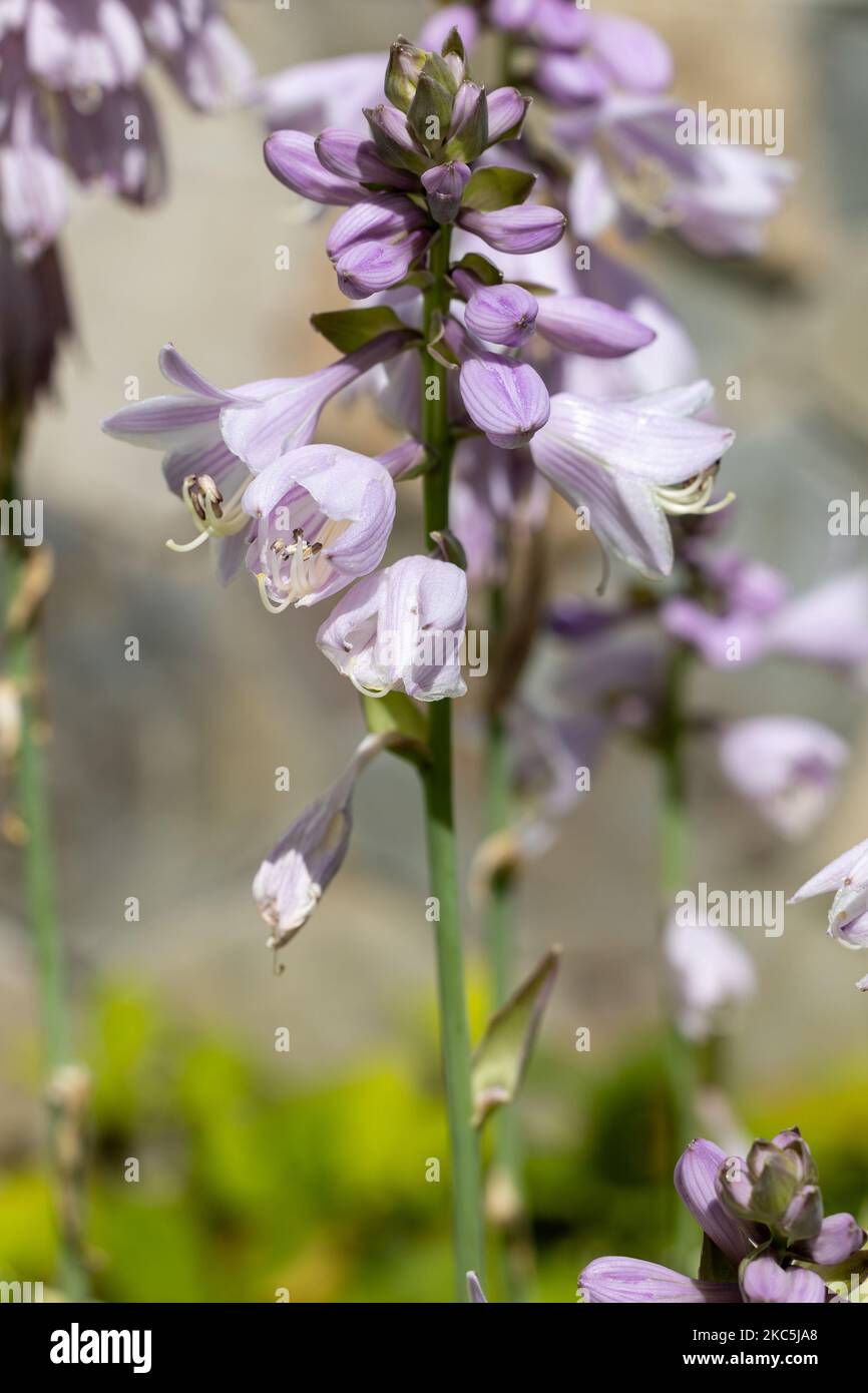 Hosta stem hi-res stock photography and images - Alamy