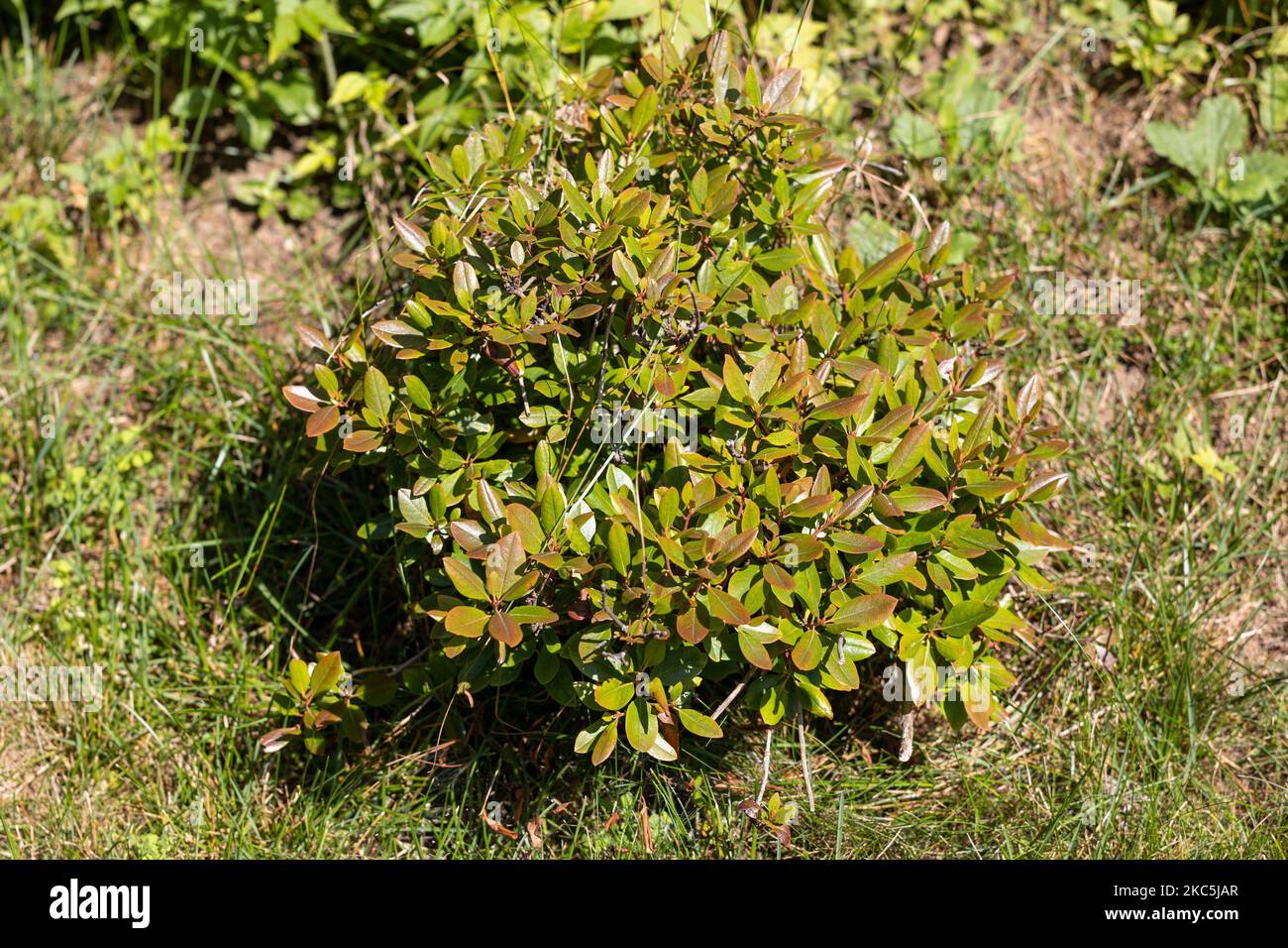 A bunch of small green shrub surrounded by lawn in a garden with other ...