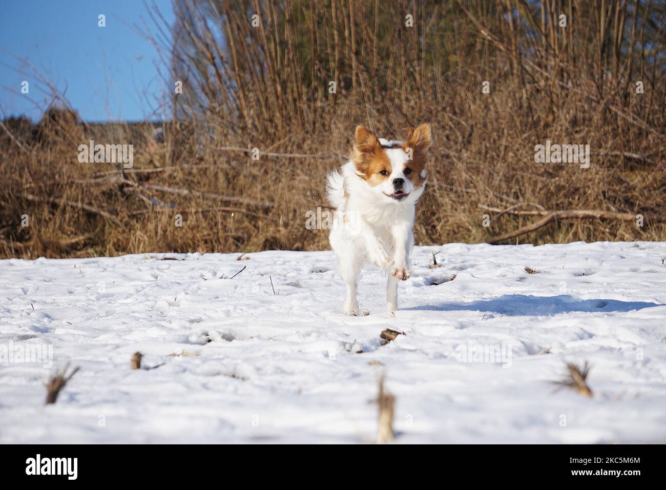 A cute papillon dog running and playing in the field covered in snow ...