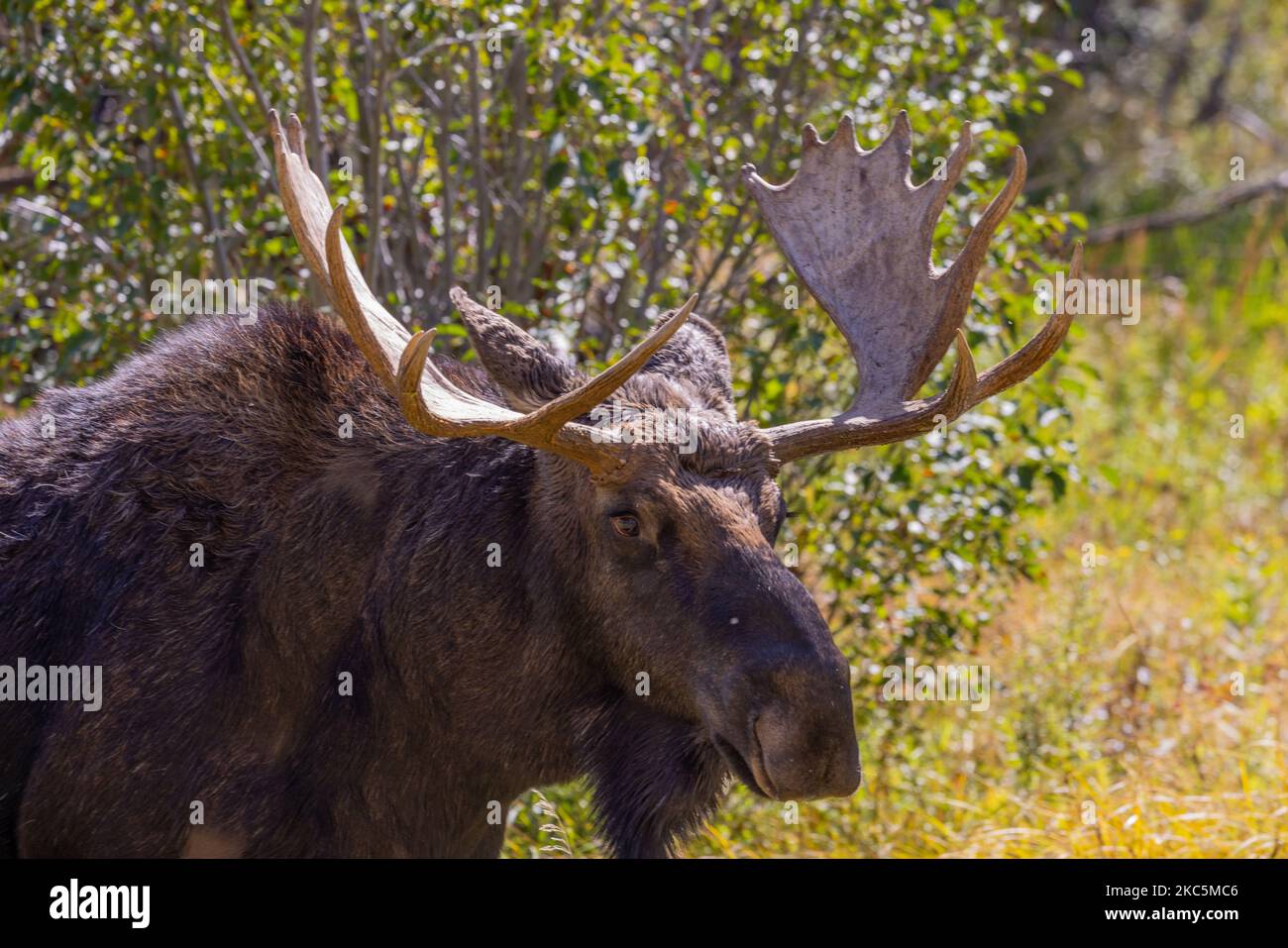 Bull Moose in Wyoming in Autumn Stock Photo - Alamy