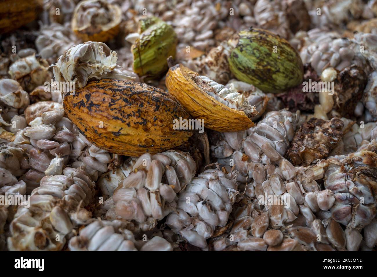 Cocoa beans that have been separated from their shells in Tulo Village ...