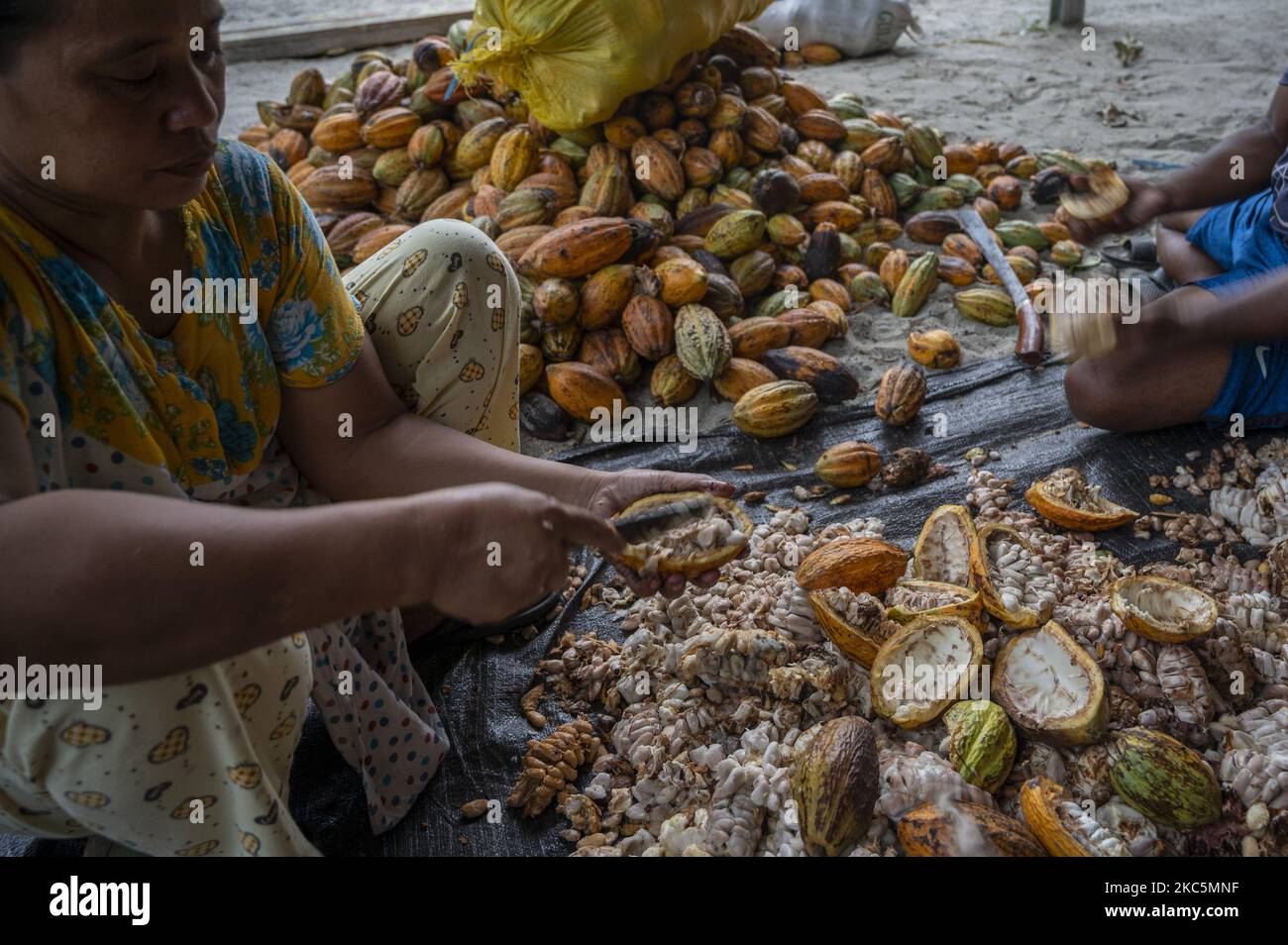 A farmer separates beans from freshly harvested cocoa shells in Tulo ...