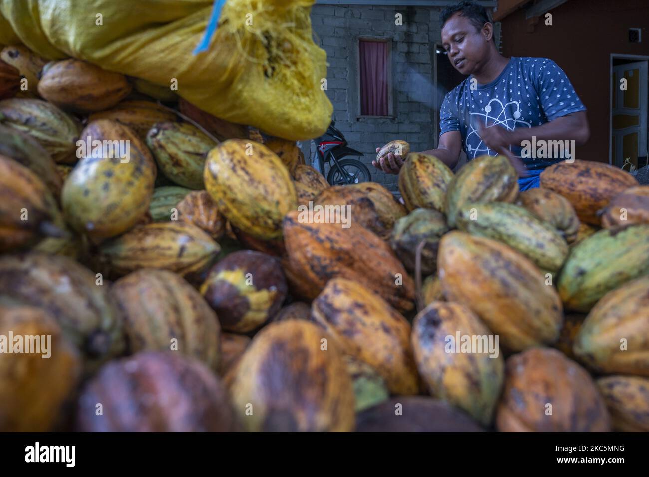 Cocoa trees beans hi-res stock photography and images - Alamy