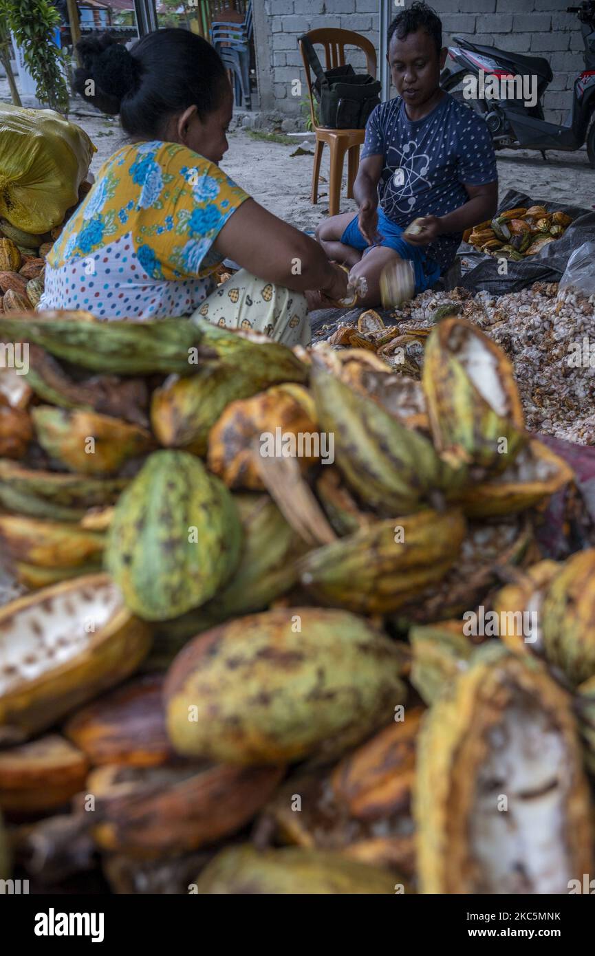 Cocoa trees beans hi-res stock photography and images - Alamy