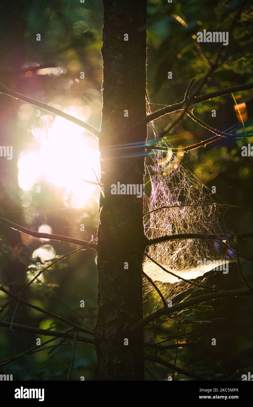 A vertical shot of the forest with sun rays Stock Photo - Alamy