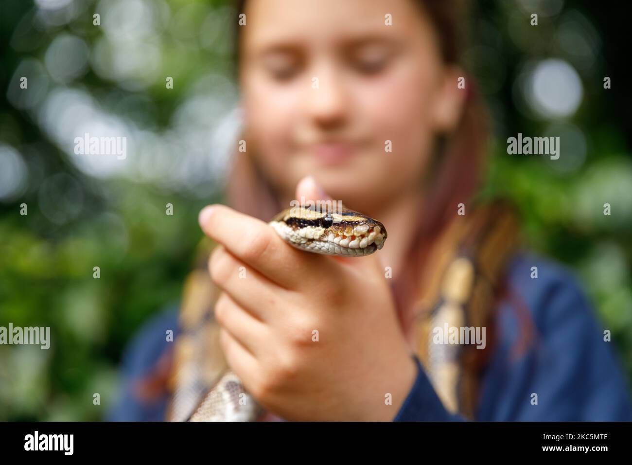 Boa constrictor on the hands of a young girl Stock Photo - Alamy