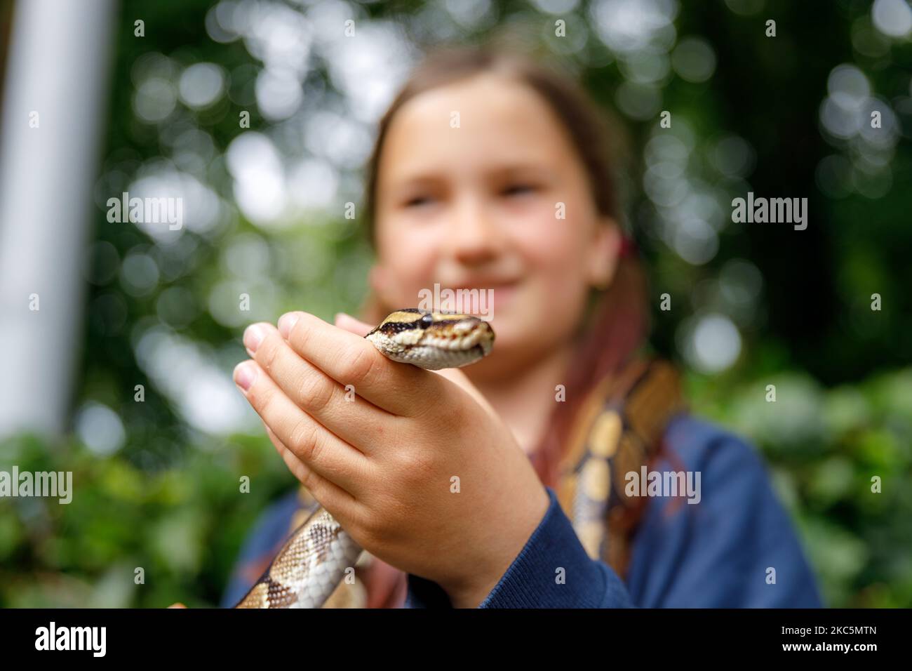 Boa constrictor on the hands of a young girl Stock Photo - Alamy
