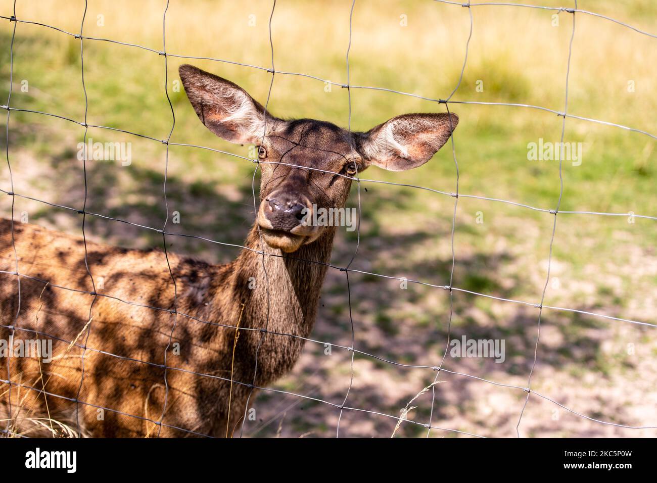 A red deer, Cervus elaphus pushing its head through metallic fence in ...
