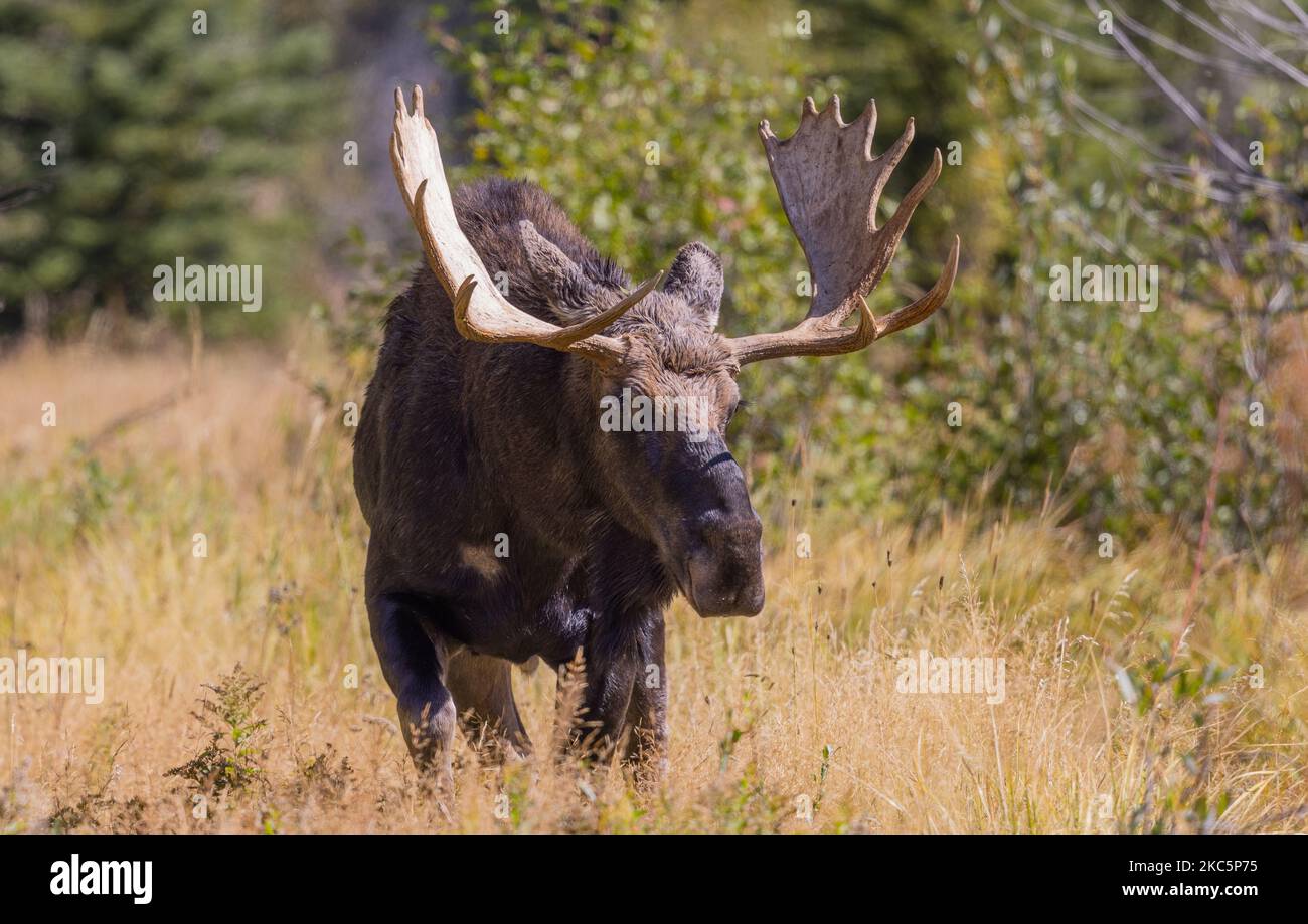 Bull Moose in Wyoming in Autumn Stock Photo - Alamy