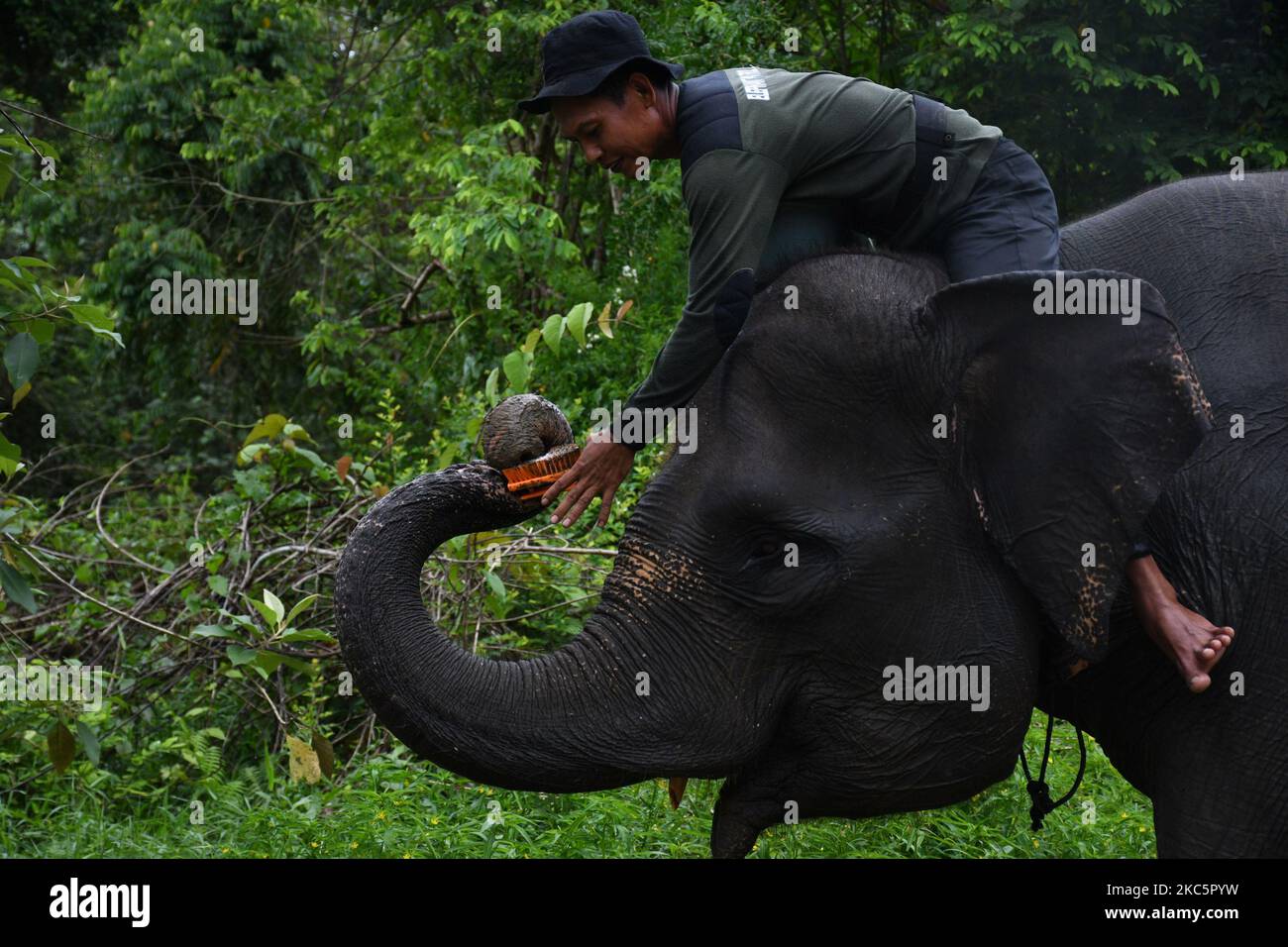 Mahouts (tame elephant controllers) prepare elephants before patrolling ...
