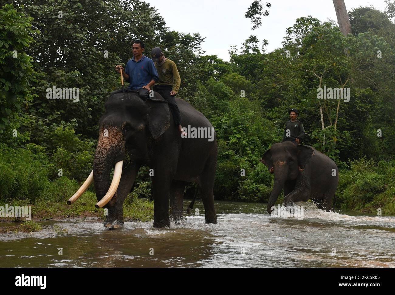 Mahouts (tame elephant controllers) prepare elephants before patrolling ...