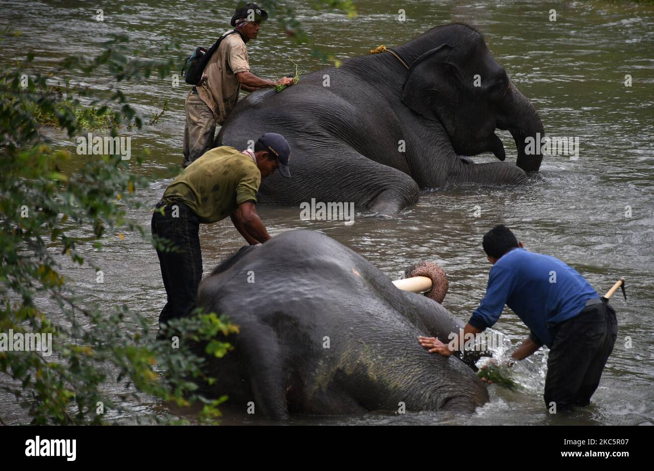 Mahouts (tame elephant controllers) prepare elephants before patrolling ...