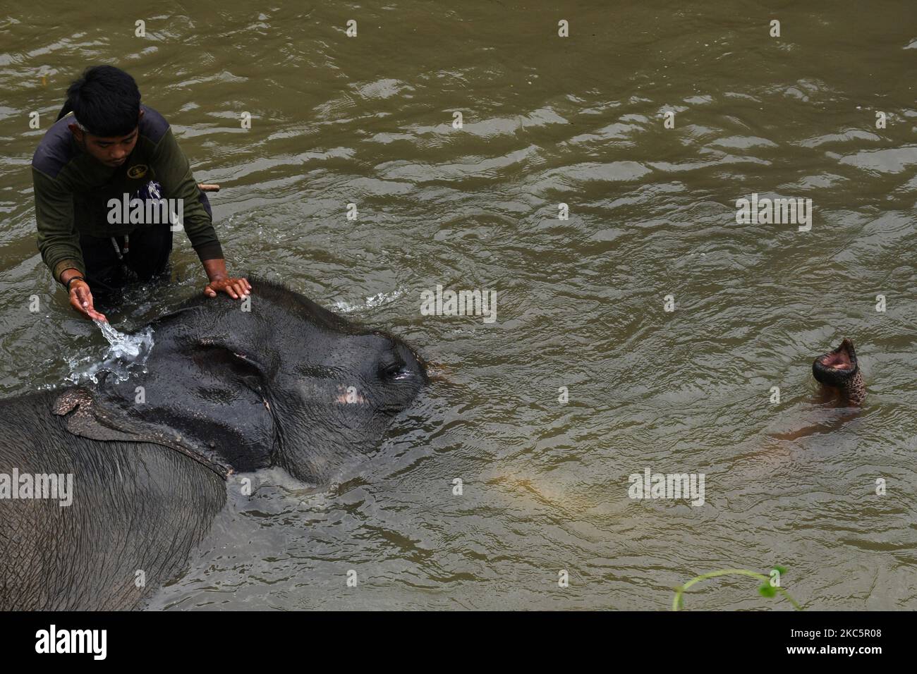 Mahouts (tame elephant controllers) prepare elephants before patrolling ...
