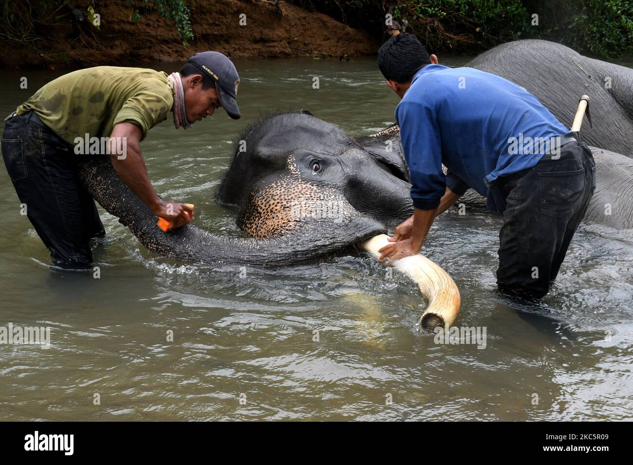Mahouts (tame elephant controllers) prepare elephants before patrolling the Bukit Barisan ...
