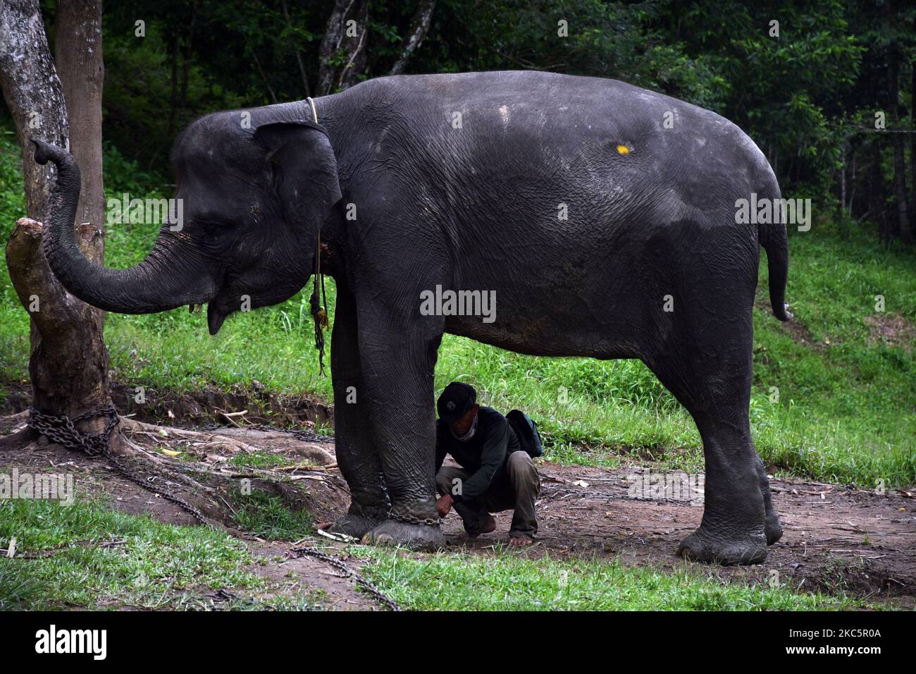Mahouts (tame elephant controllers) prepare elephants before patrolling ...