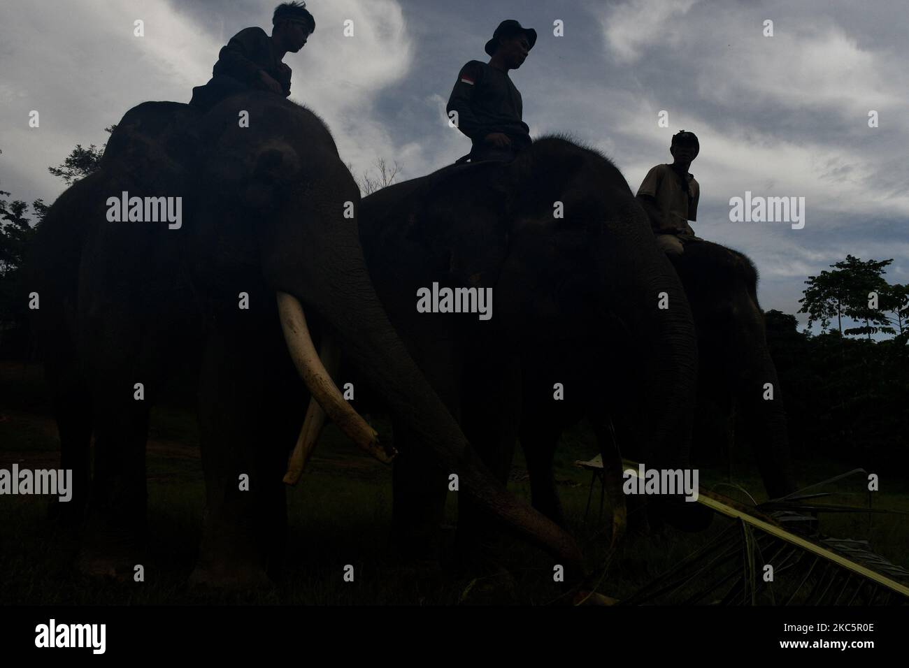 Mahouts (tame elephant controllers) prepare elephants before patrolling ...