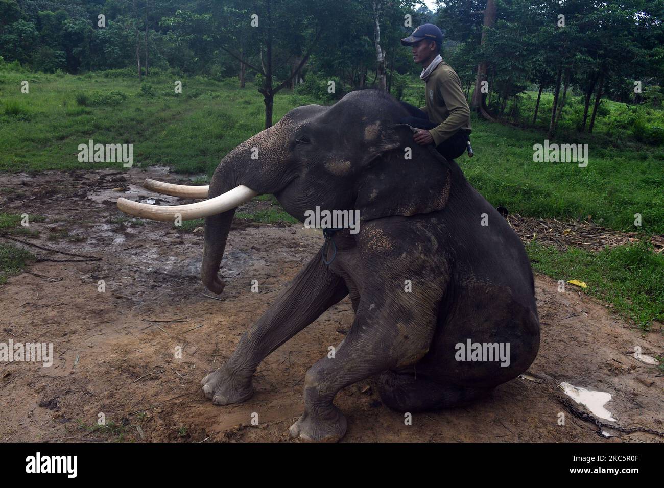 Mahouts (tame elephant controllers) prepare elephants before patrolling ...