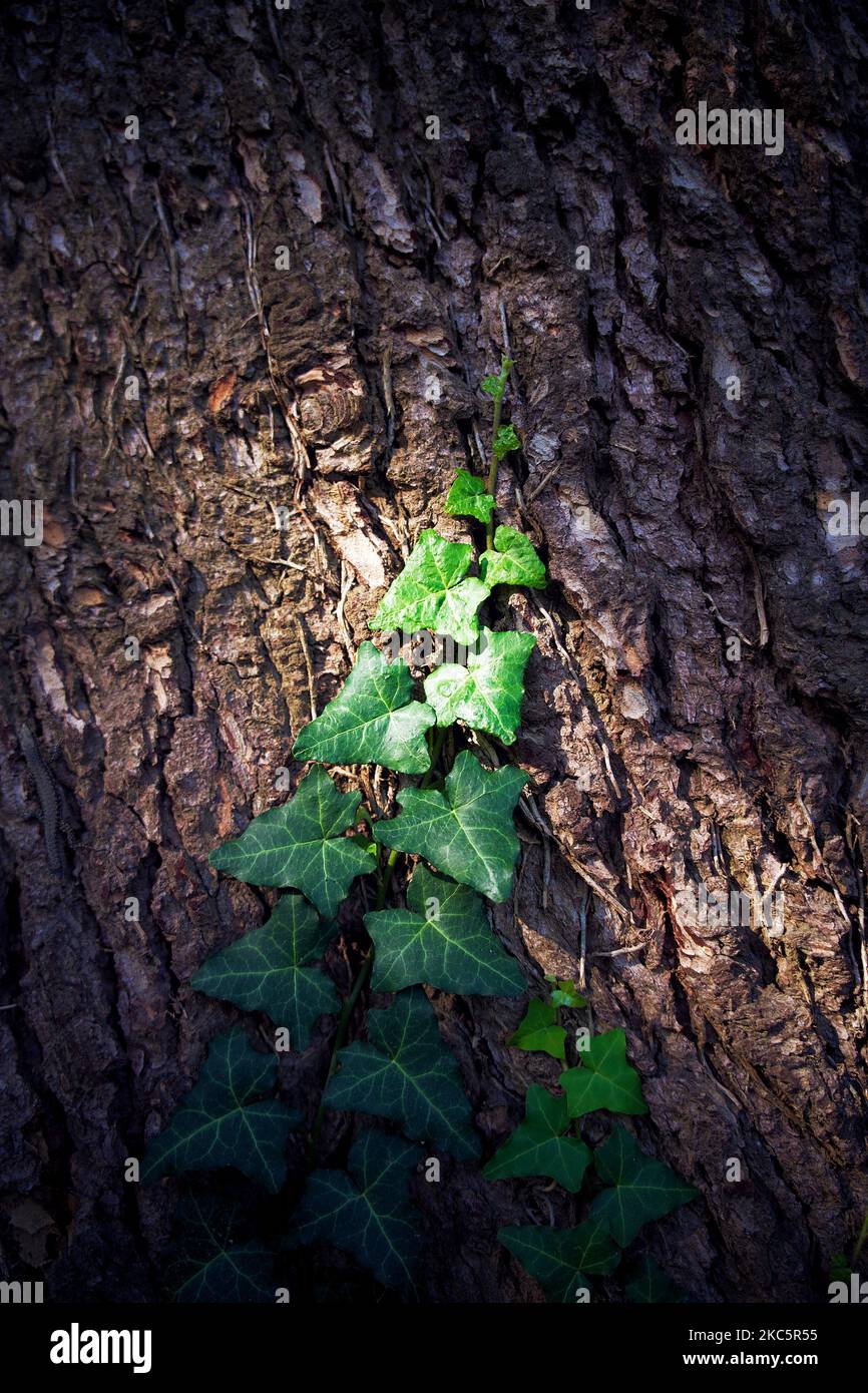 A vertical shot of an Ivy tree branch on a tree bark Stock Photo - Alamy