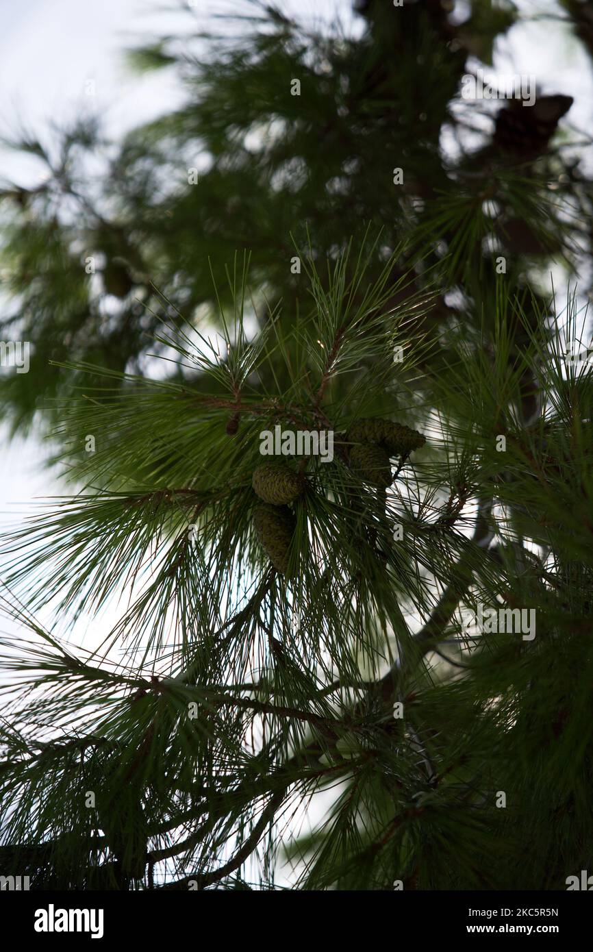 A vertical shot of a pine tree branch with cones Stock Photo - Alamy