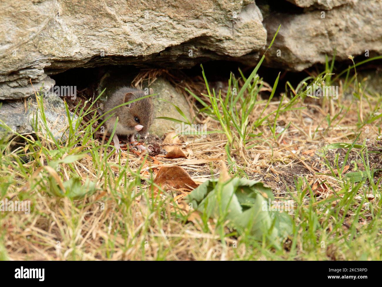 Woodmouse photograph hi-res stock photography and images - Alamy