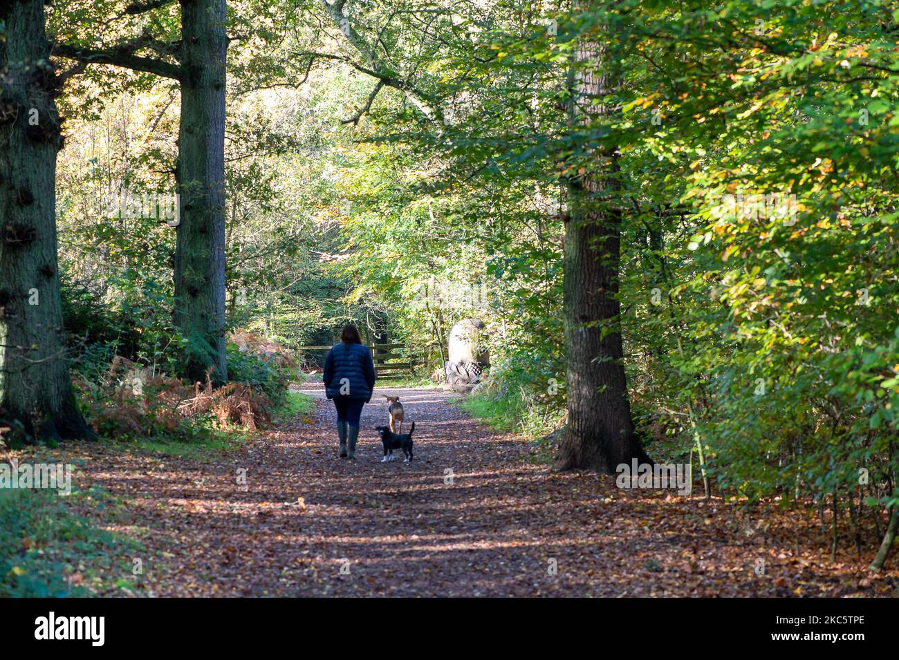 Penn Street, Buckinghamshire, UK. 4th November, 2022. A lady walks her ...