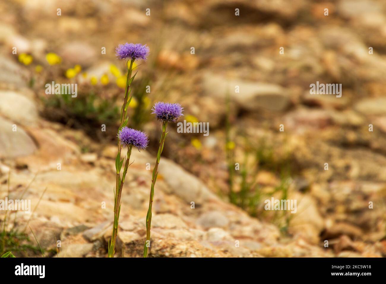 A closeup of Globularia vulgaris flowering plants on a mountain surface ...
