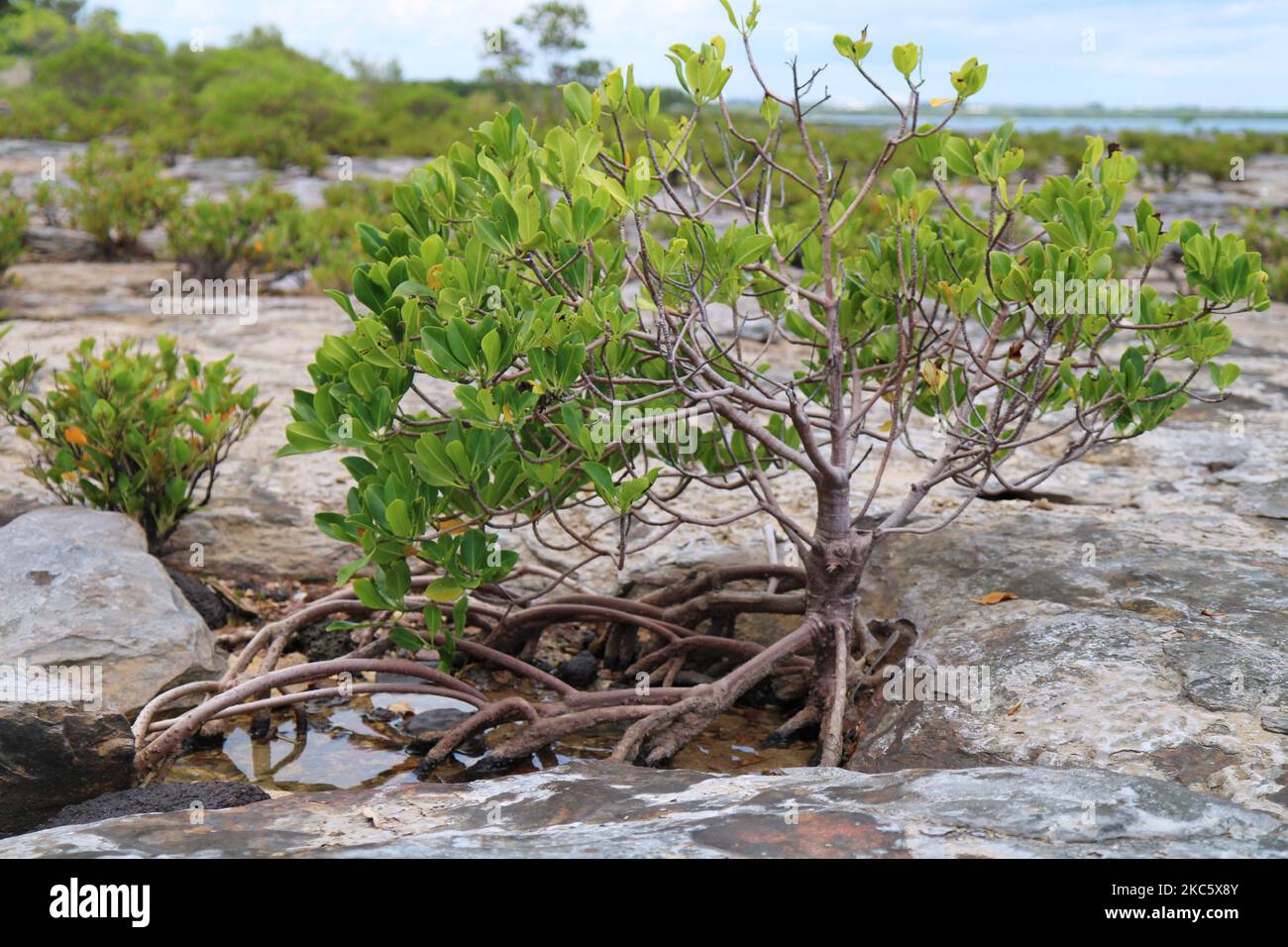 Small tree growing between rocks hi-res stock photography and images ...